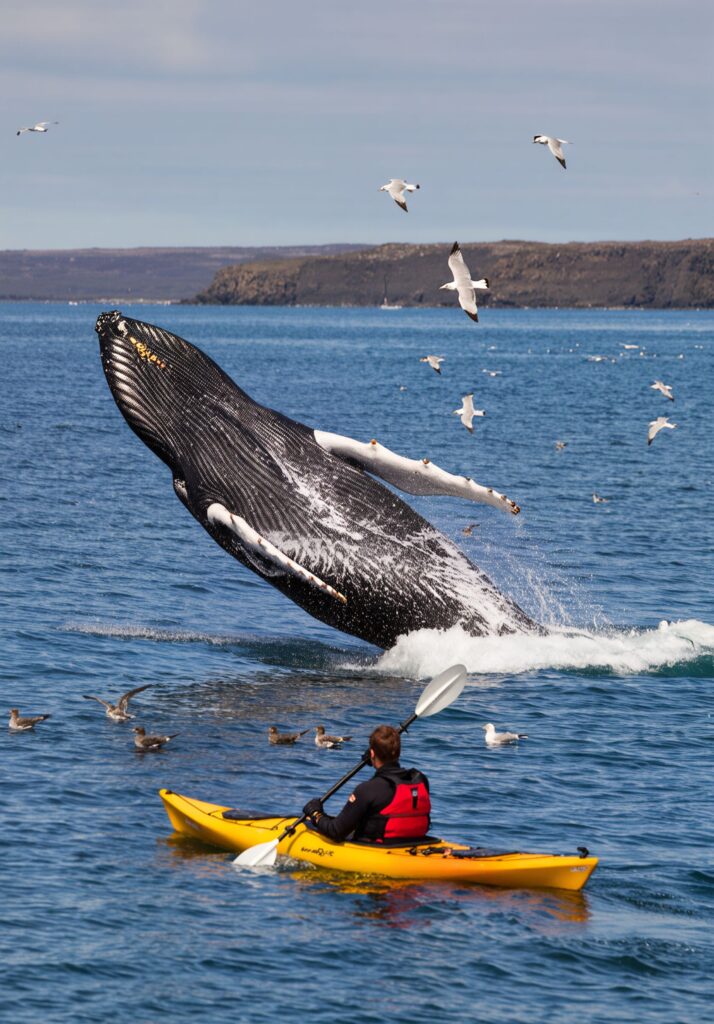 Whale Swallows Kayak: The Truth Behind Viral Videos